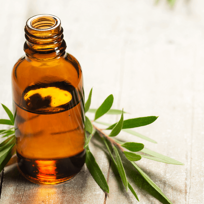 Tea Tree Essential Oil | Tea Tree Oil Uses - Absolute Aromas