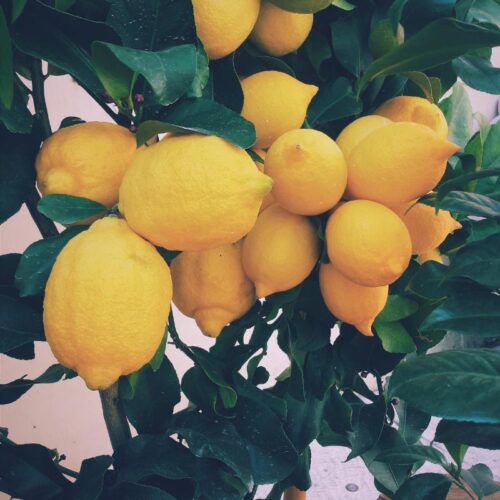 Lemon Essential Oil | Lemon Oil Uses - Absolute Aromas India