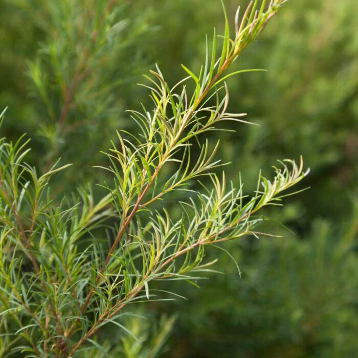 Tea Tree Essential Oil | Tea Tree Oil Uses - Absolute Aromas